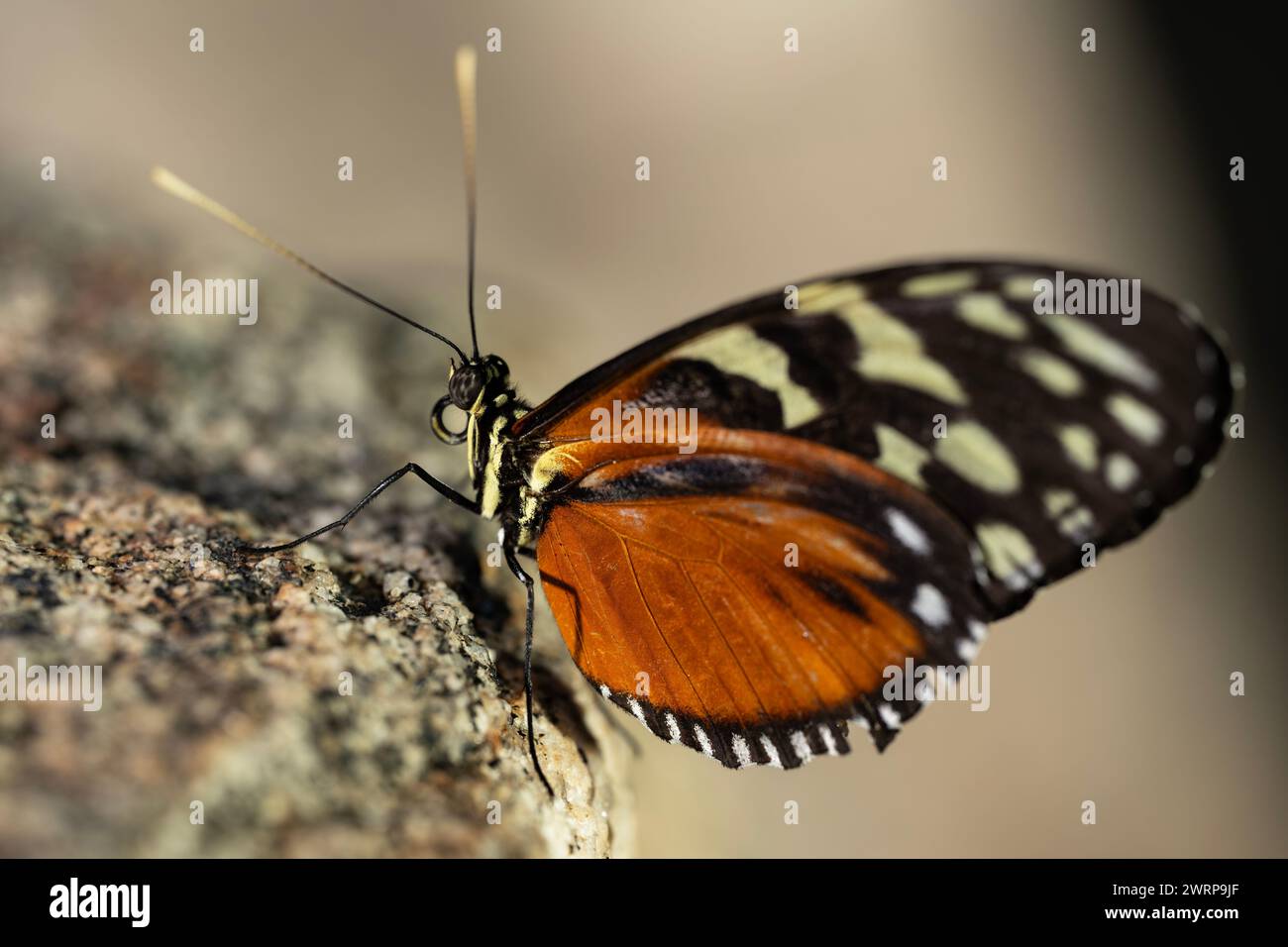 Tiger Longwing Butterfly on a rock, Heliconius hecale Stock Photo - Alamy