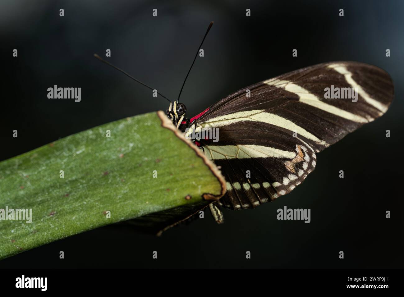 Zebra Longwing Butterfly, Heliconius charithonia Stock Photo - Alamy