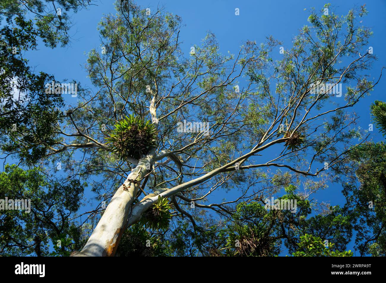 Tree top view of big trees full of green vegetation leaves from ...