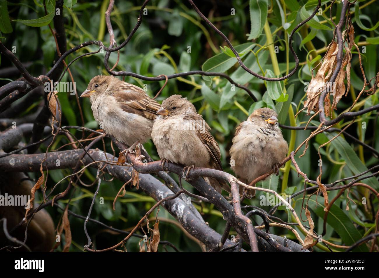 Tree sparrow three birds hi-res stock photography and images - Alamy