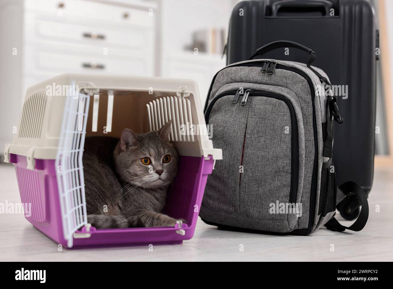 Travel with pet. Cute cat in carrier, backpack and suitcase indoors ...