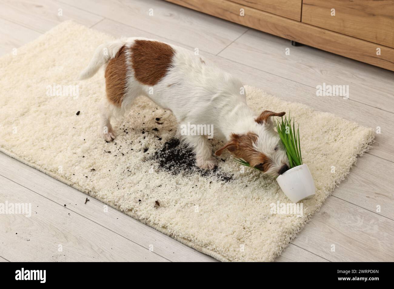 Cute dog near overturned houseplant on rug indoors Stock Photo - Alamy