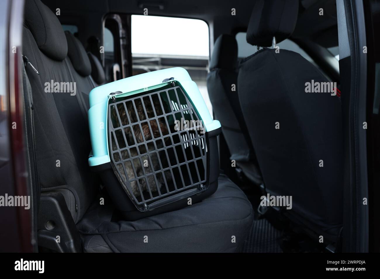 Cute dog in pet carrier travelling by car. Safe transportation Stock ...