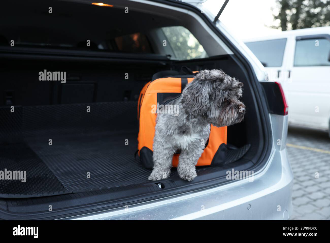 Cute dog in pet carrier travelling by car. Safe transportation Stock ...