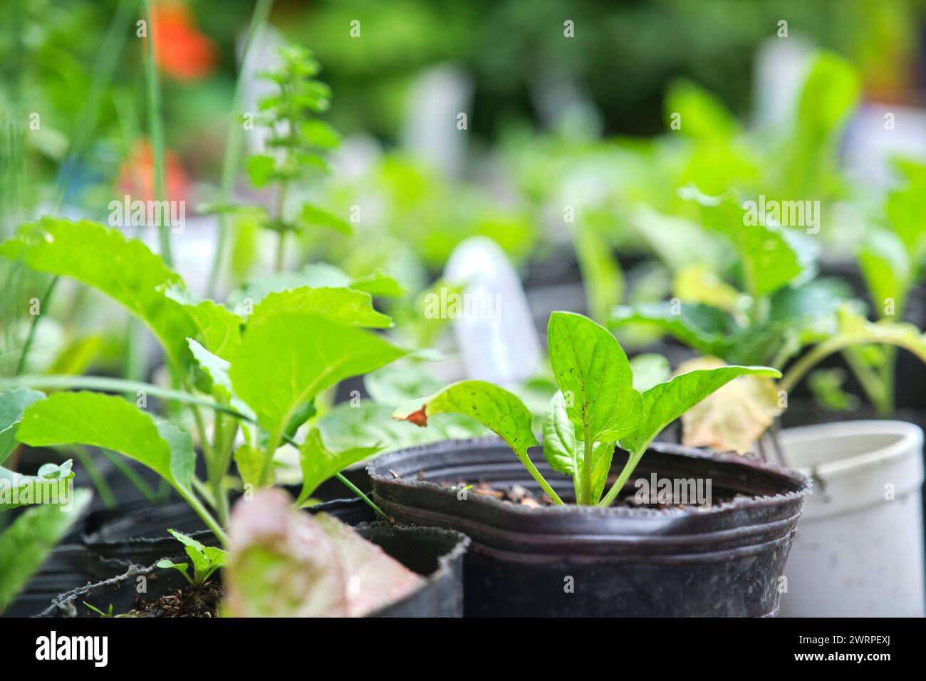 Seedlings from an agroecological vegetable garden. Concepts of growing ...