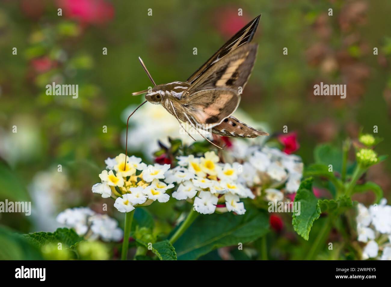 A White-lined Sphinx Moth pollinating a cluster of White Lantana ...