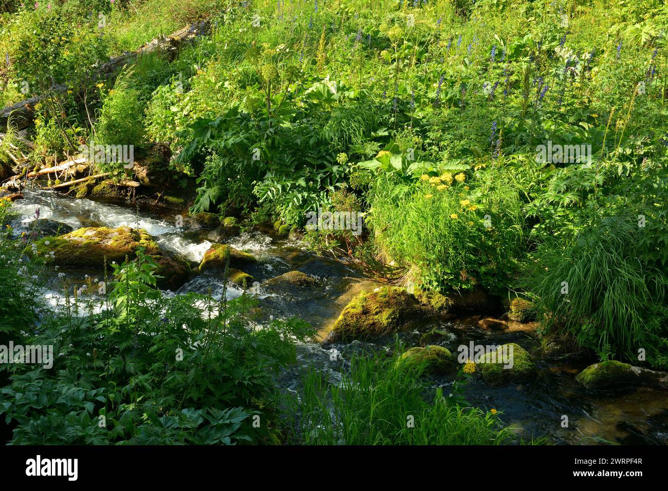 A small rushing river flows from the mountains through a clearing ...