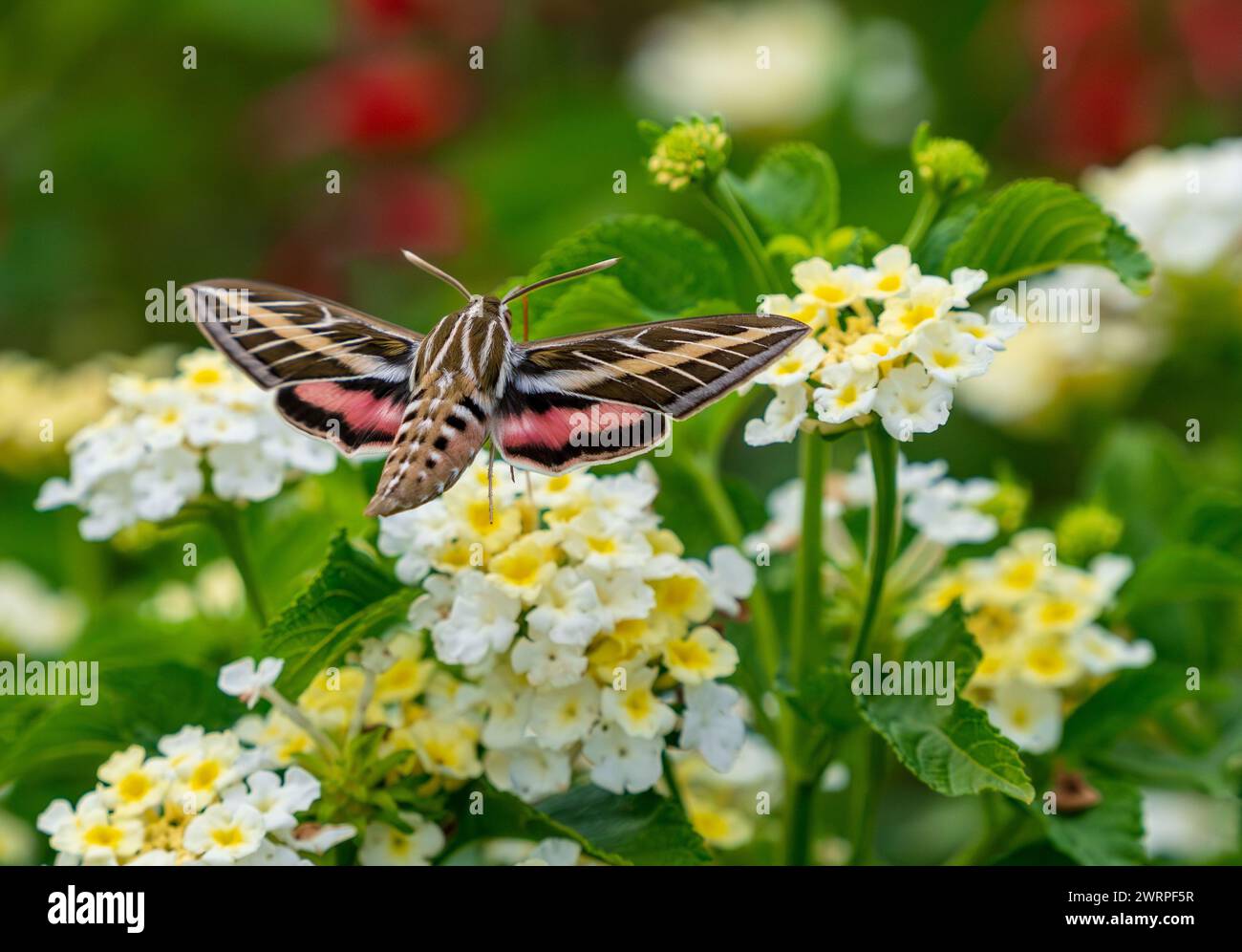 A White-lined Sphinx Moth pollinating in a beautiful garden of White ...
