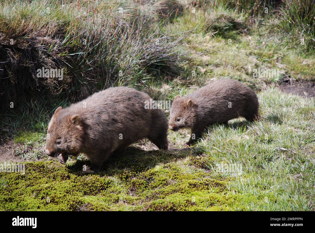 Australian wombats hi-res stock photography and images - Alamy