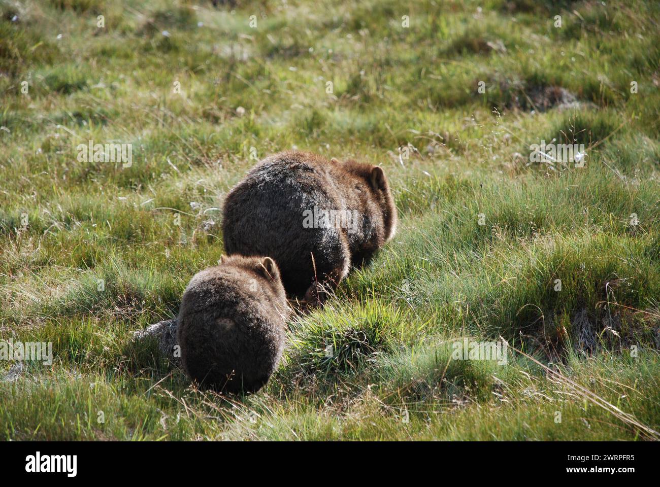 Baby wombat hi-res stock photography and images - Alamy