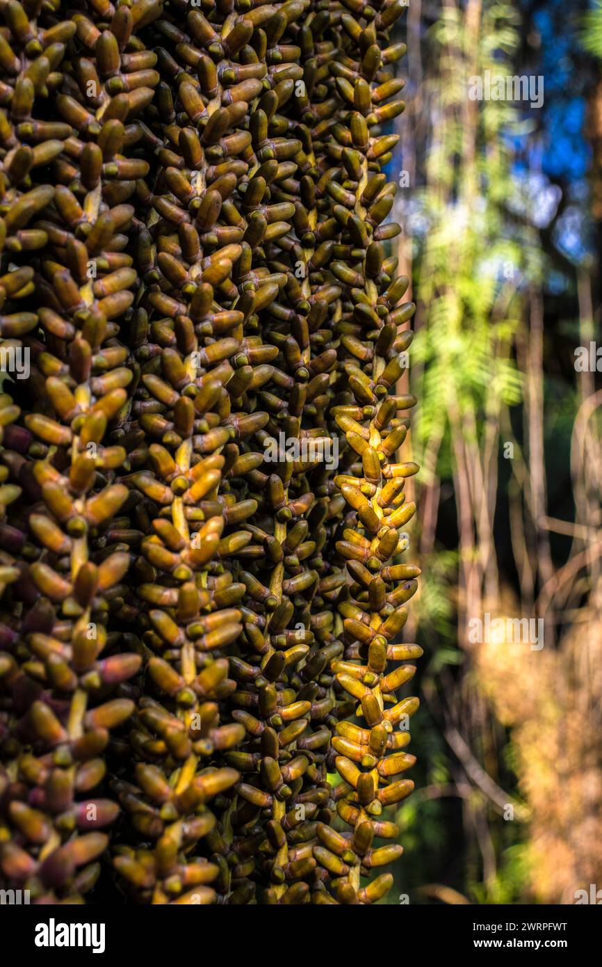 Fruits of a fishtail palm (Caryota mitis), a species of palm native to ...