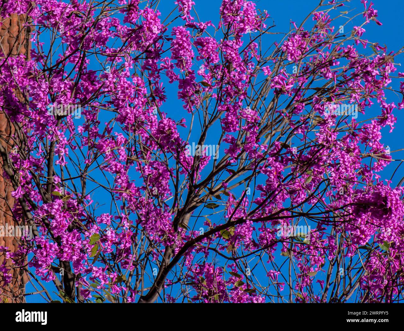 Pink trumpet or tatebuia in full bloom in Brazil. Pink Ipe Stock Photo ...