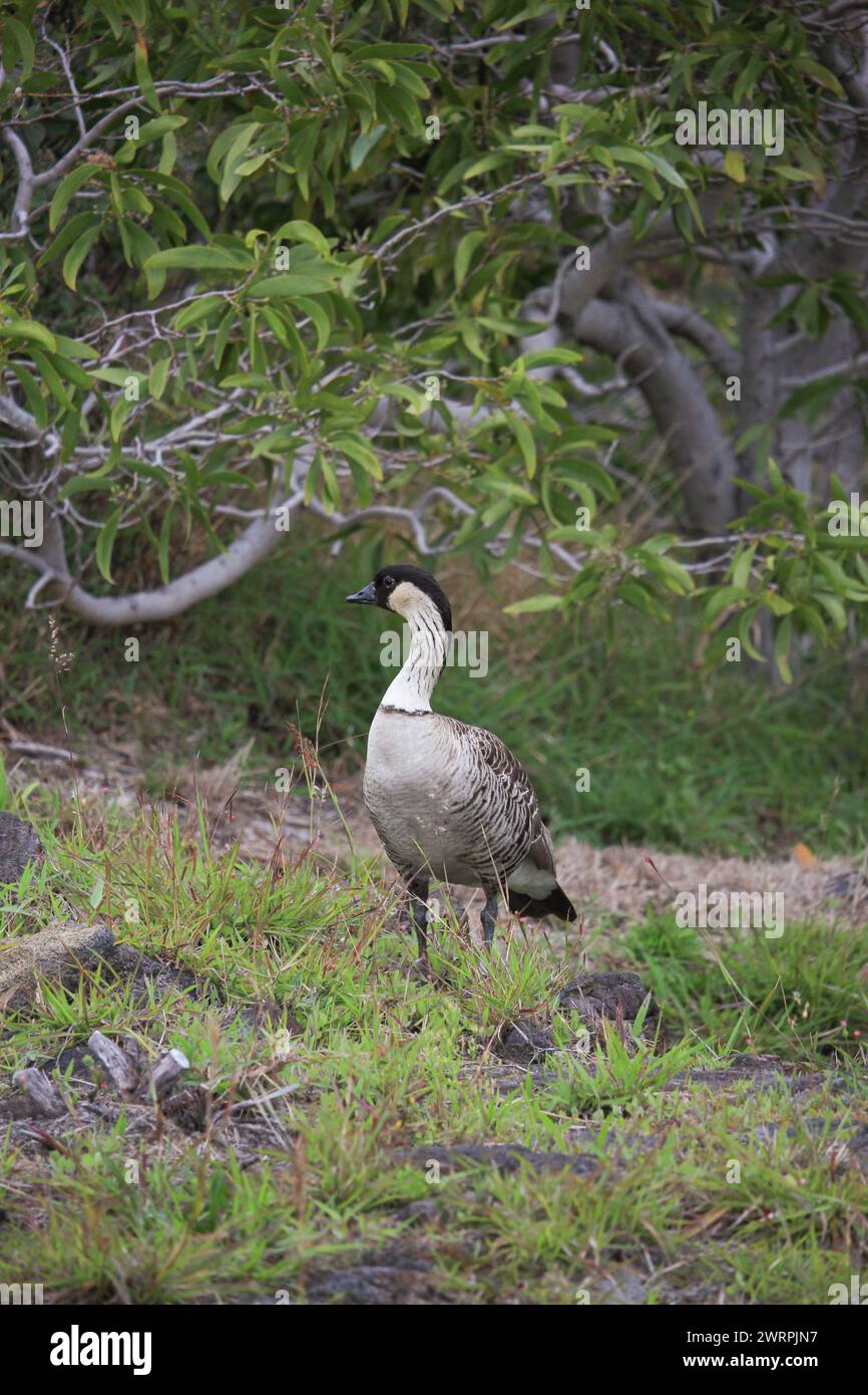 Wonders of hawaii hi-res stock photography and images - Alamy