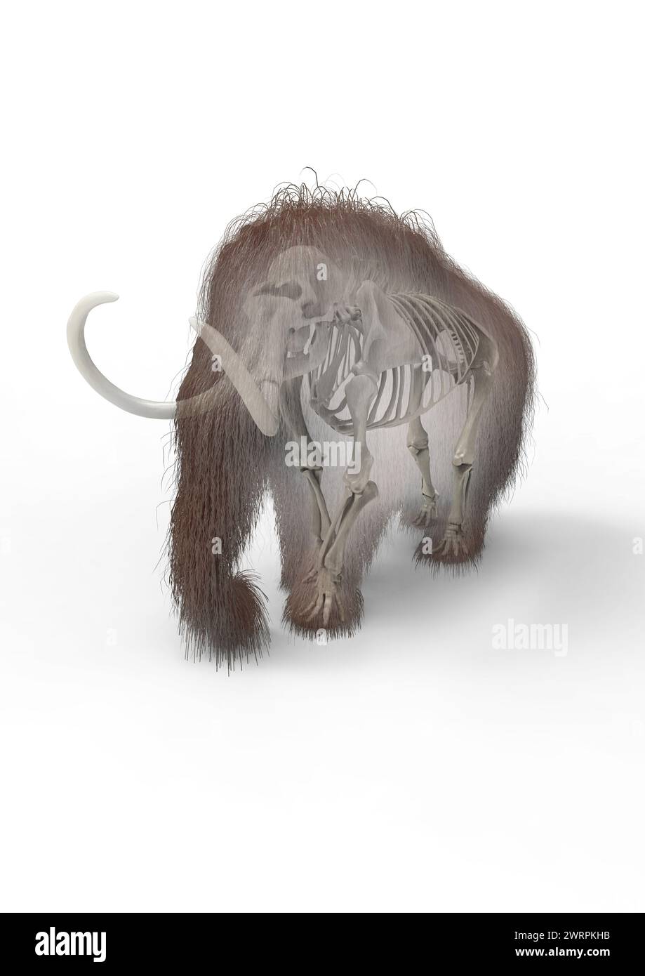 Woolly mammoth skeleton, illustration Stock Photo - Alamy Woolly mammoth skeleton, illustration Stock Photo - Alamy