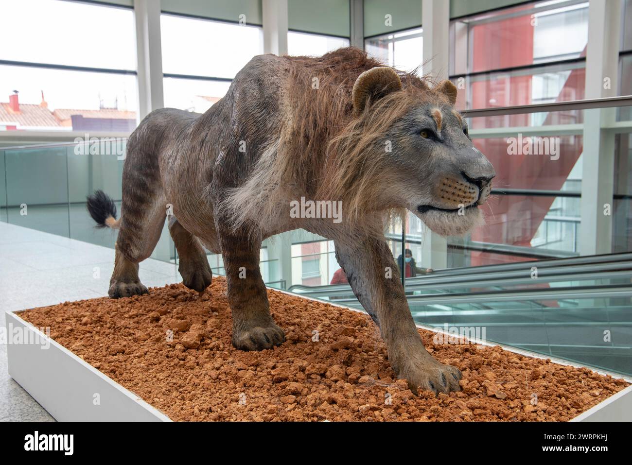 Prehistoric Eurasian cave lion, reconstruction Stock Photo - Alamy