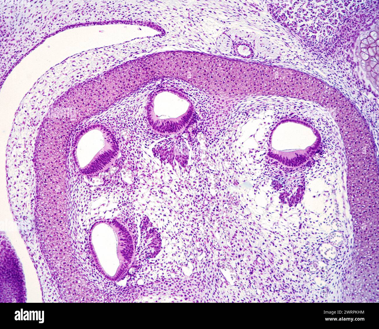Developing cochlea, light micrograph Stock Photo - Alamy