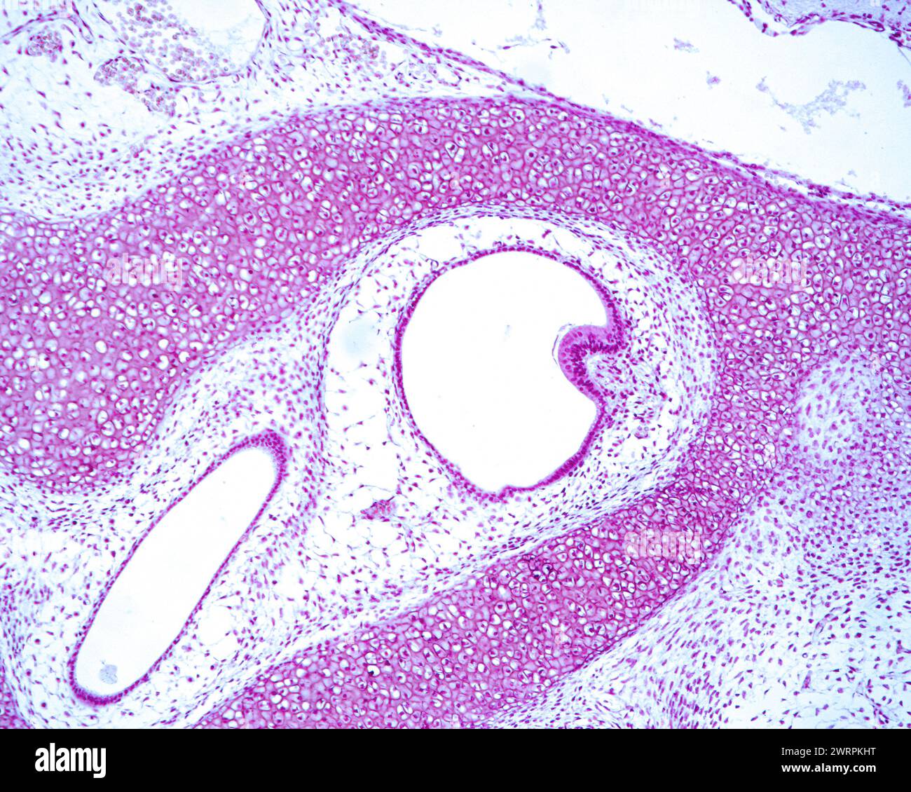 Developing inner ear, light micrograph Stock Photo - Alamy