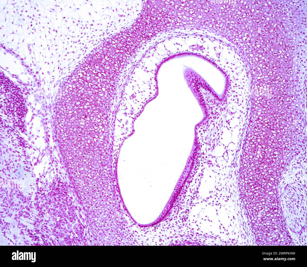 Developing inner ear, light micrograph Stock Photo - Alamy