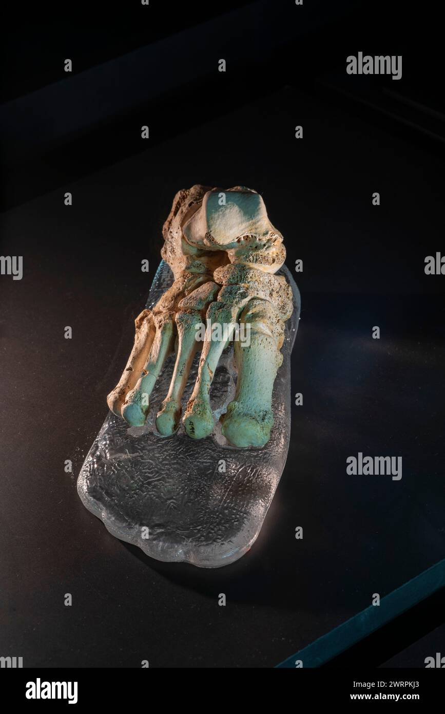Prehistoric human foot bones Stock Photo - Alamy