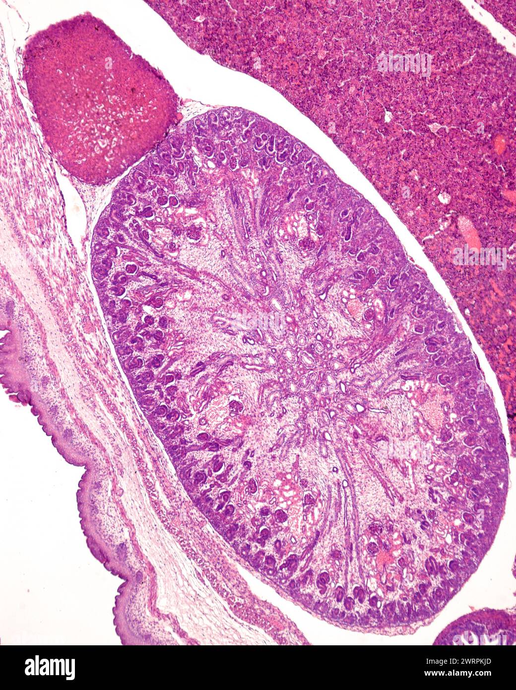 Developing kidney, light micrograph Stock Photo - Alamy