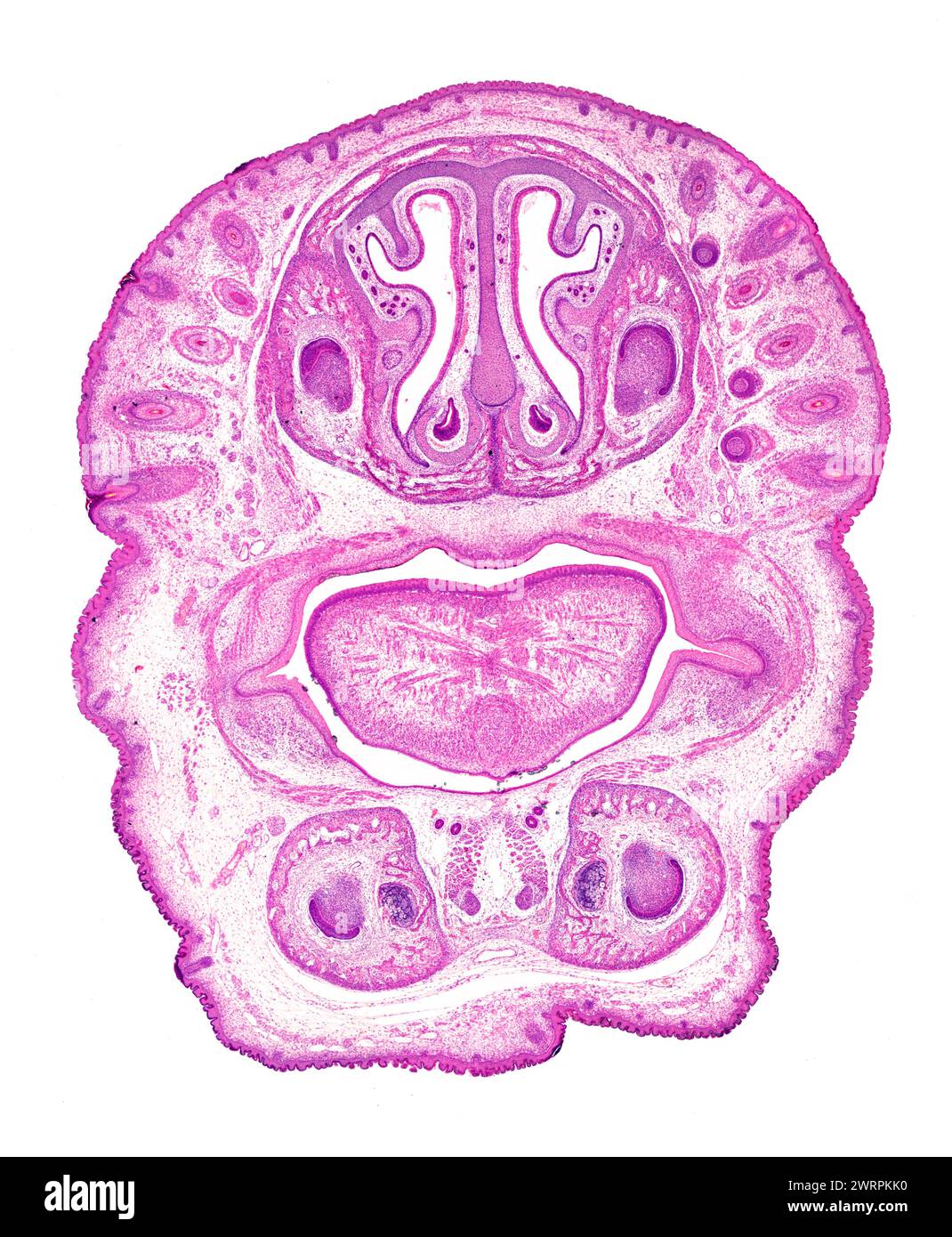 Frontal section of embryo’s head, light micrograph Stock Photo - Alamy