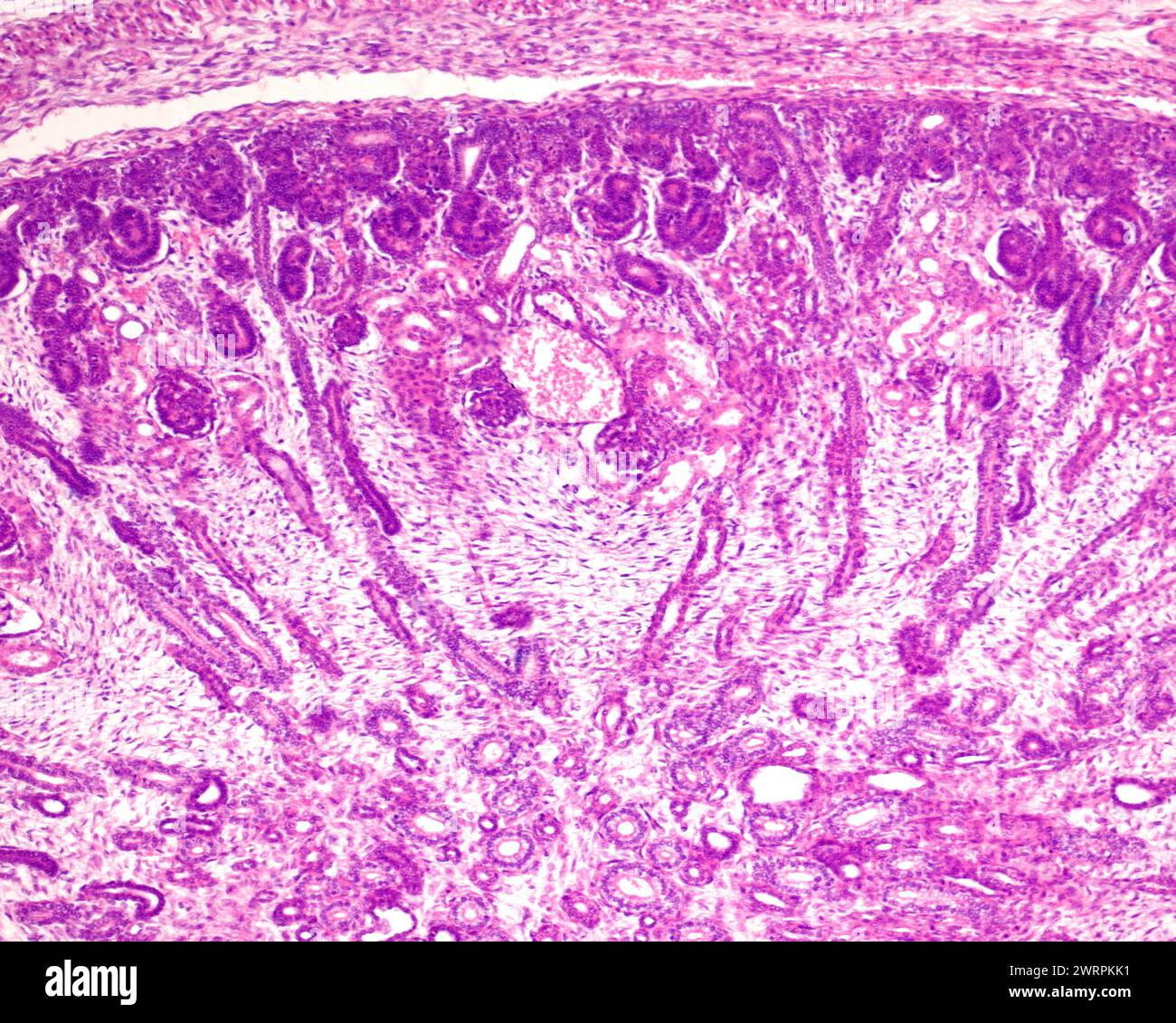 Developing kidney, light micrograph Stock Photo - Alamy