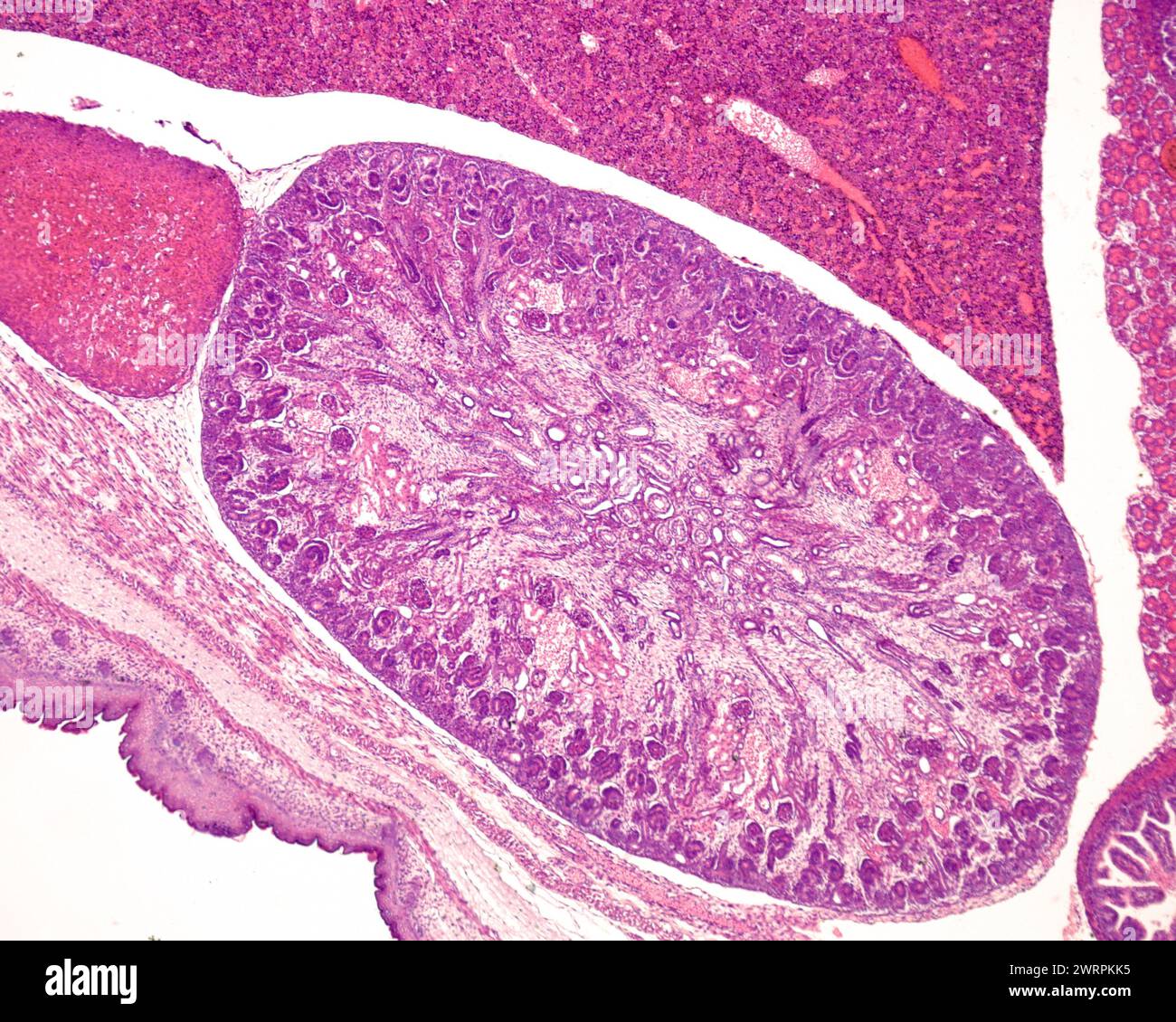 Developing kidney, light micrograph Stock Photo - Alamy