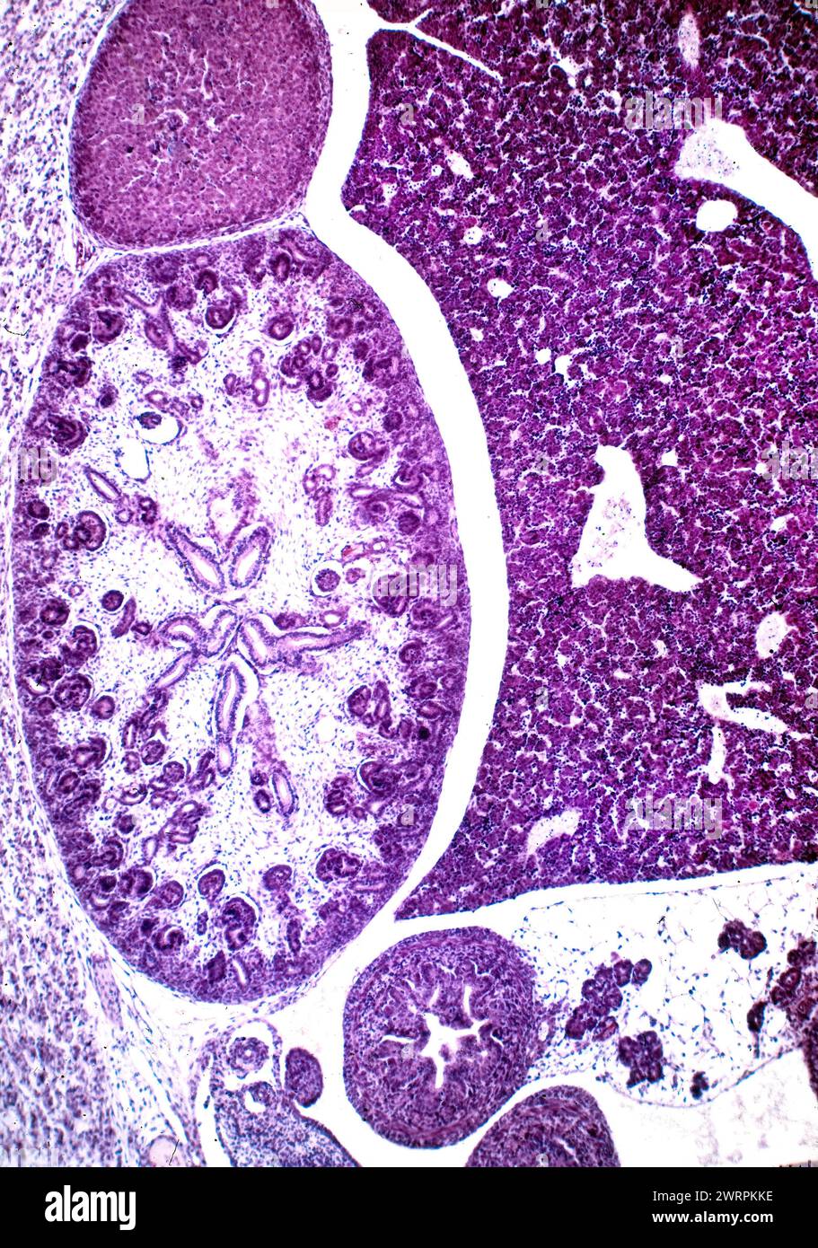 Developing kidney, light micrograph Stock Photo - Alamy