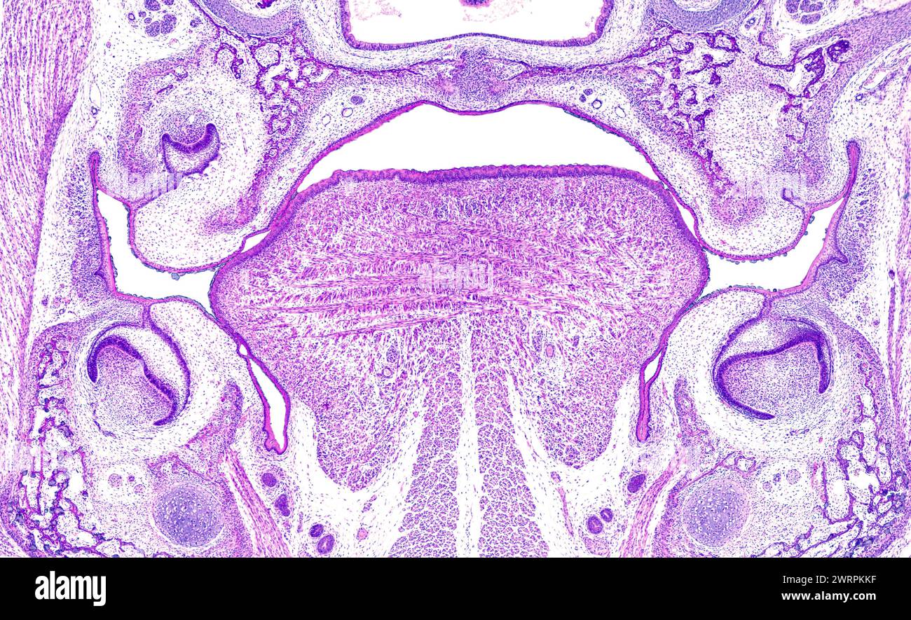 Rat embryo head, light micrograph Stock Photo - Alamy