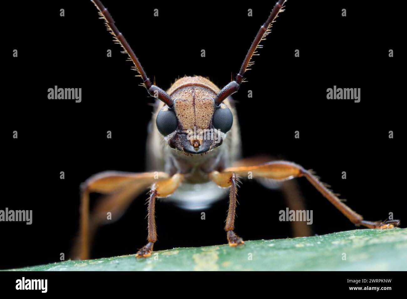 Baby-Faced Longhorn beetle Stock Photo - Alamy