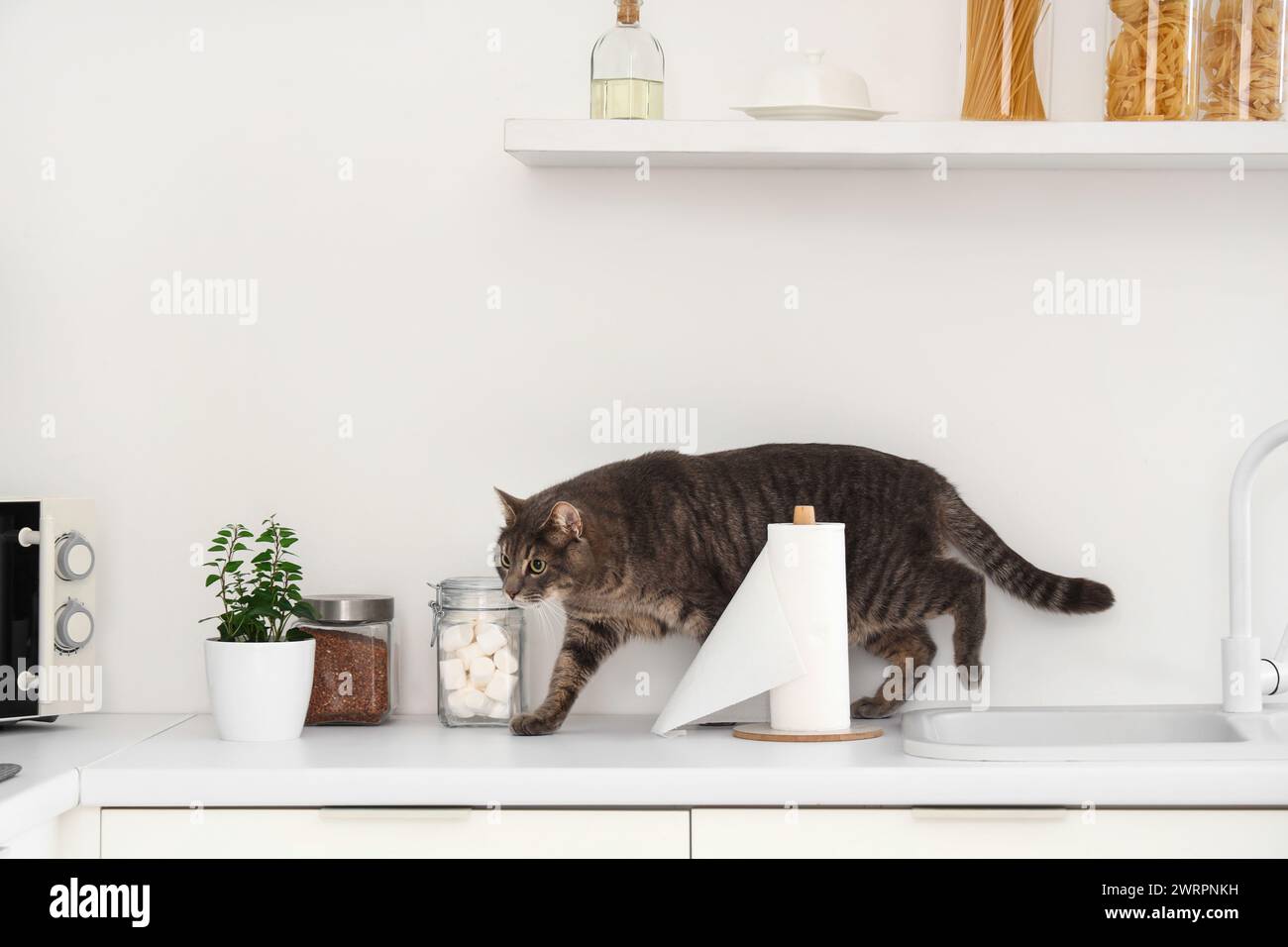 Cute cat on counter in kitchen Stock Photo - Alamy
