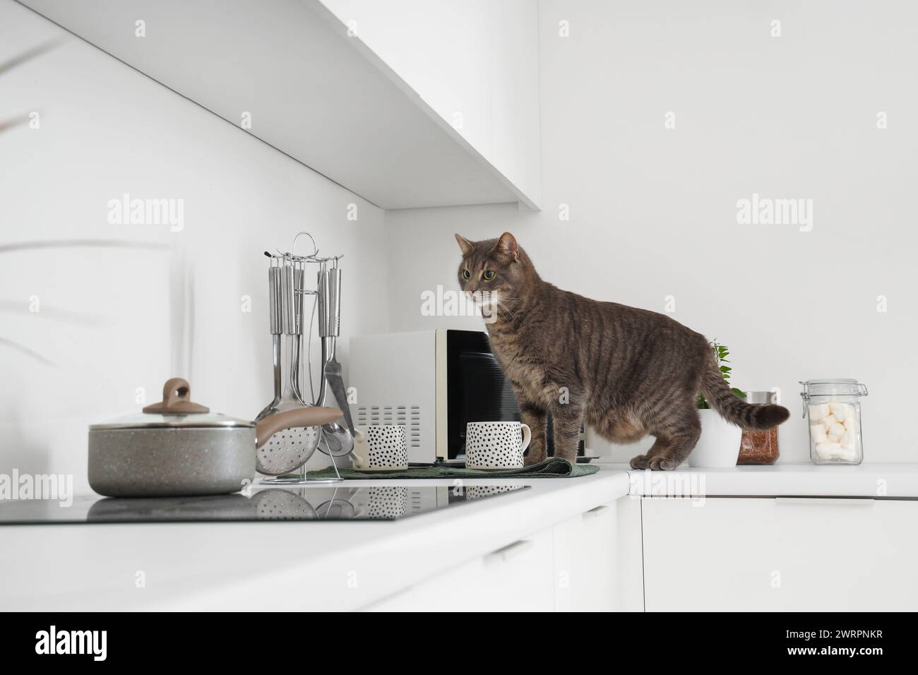 Cute cat on counter in kitchen Stock Photo - Alamy