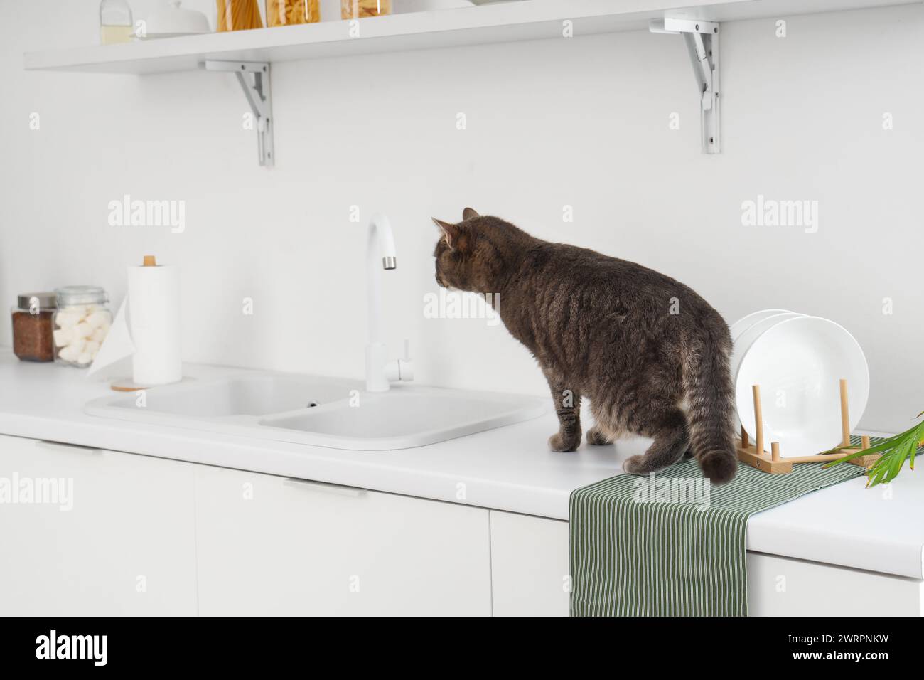 Cute cat on counter in kitchen Stock Photo - Alamy
