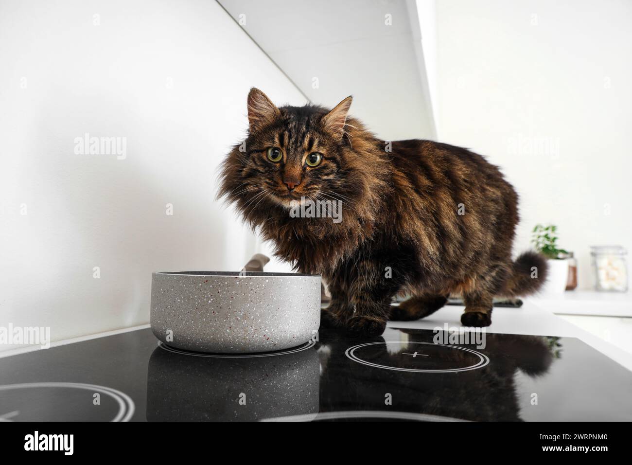 Cat in cooking pot hi-res stock photography and images - Alamy