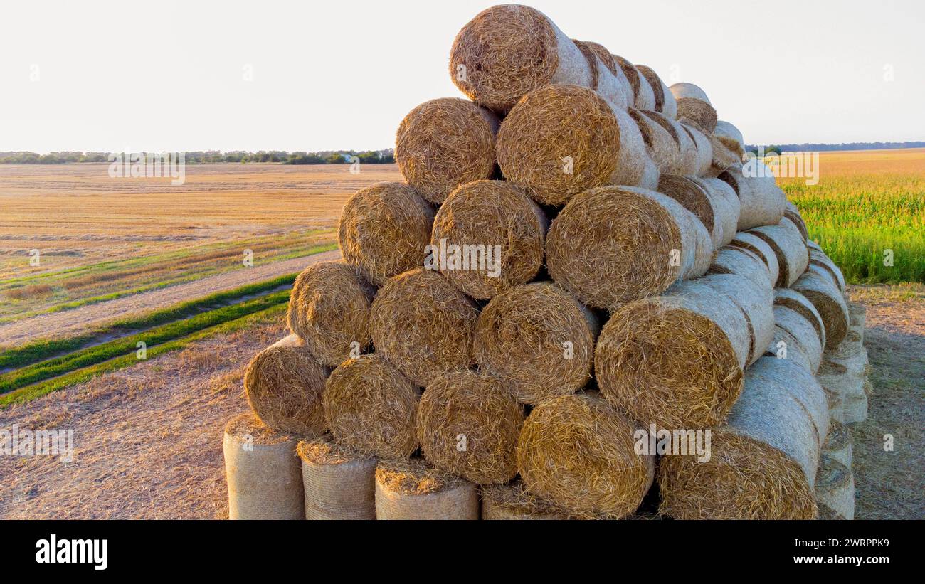 Many twisted bales of pressed wheat straw on field after wheat harvest ...