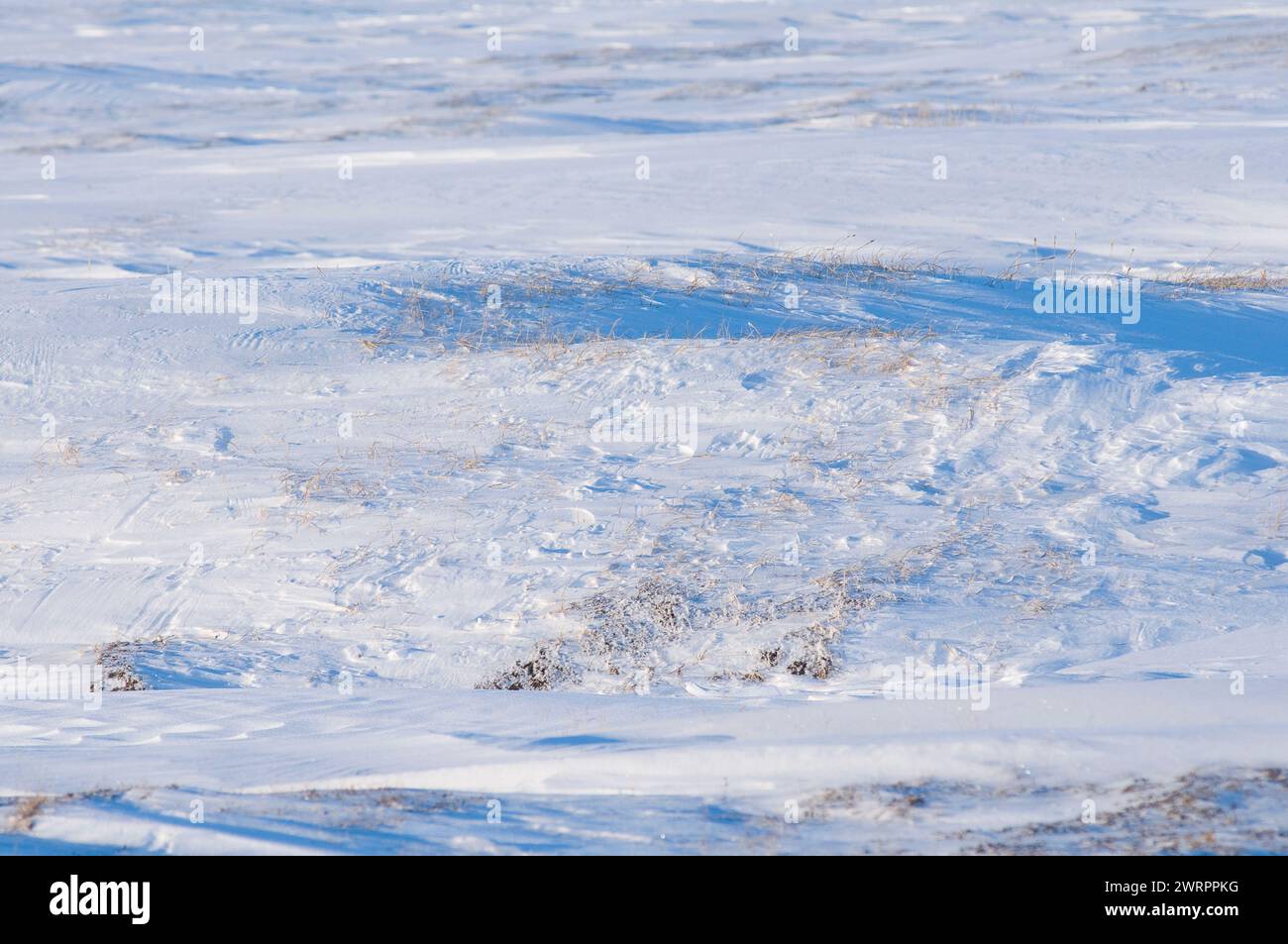 Polar bear den location canning river on frozen Beaufort sea and ...
