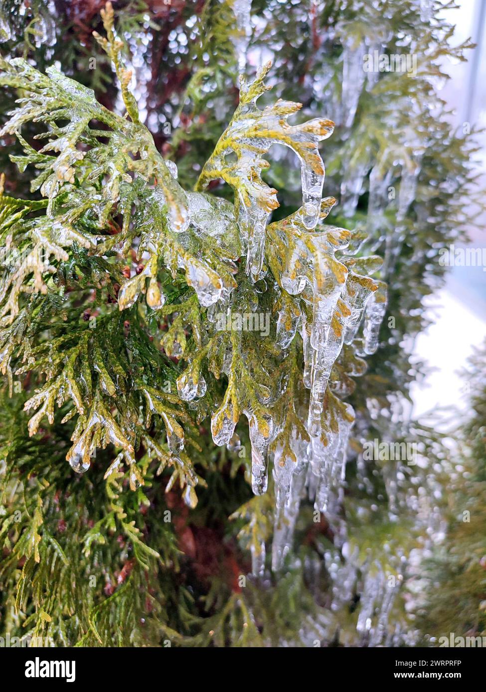 Icicles on evergreen thuja branches close-up. Icicles from water ice on ...