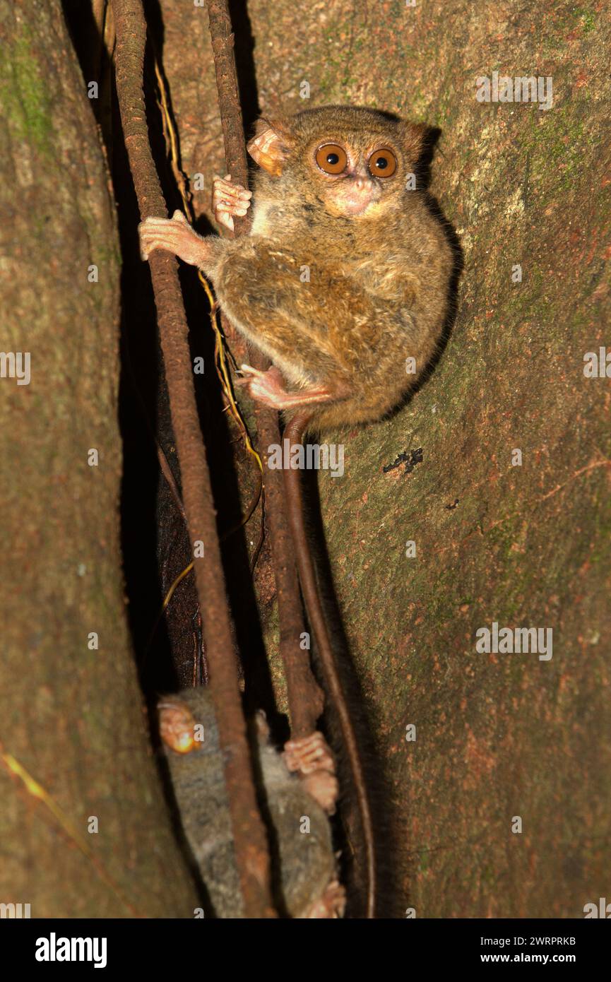 A pair of spectral tarsier (Tarsius spectrumgurskyae) in Tangkoko ...