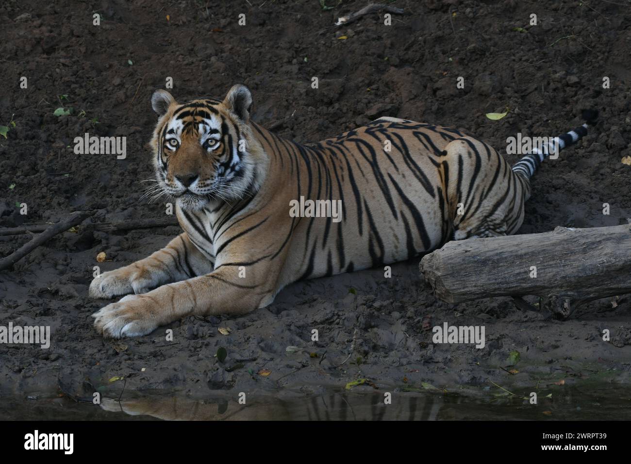 Tiger in Ranthambore NP, India Stock Photo - Alamy
