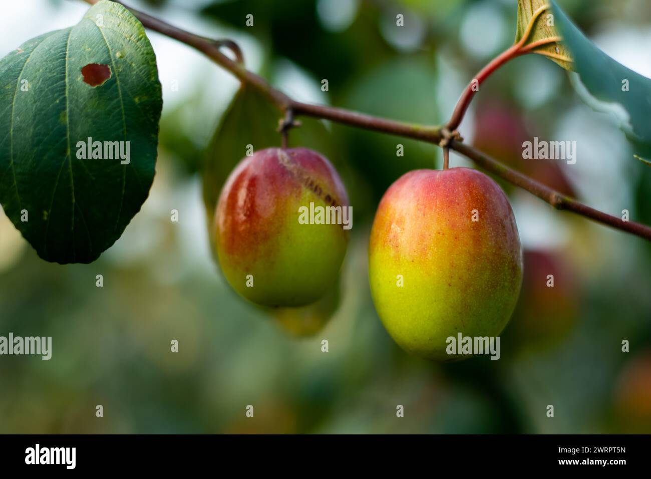 The colorful sweet jujube, plum is grown for just a few niche markets ...