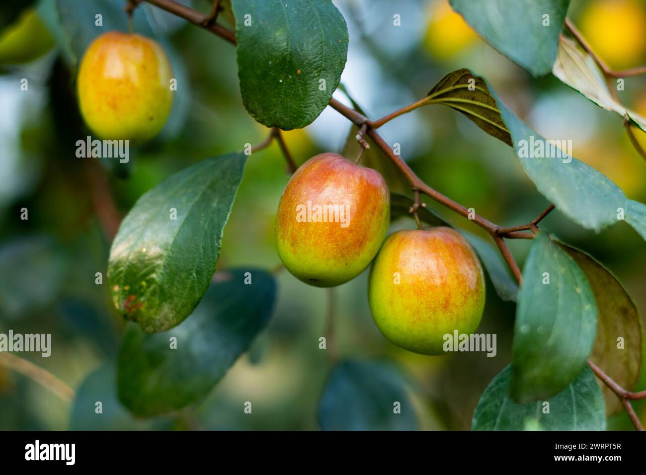 Apple kul is a powerhouse of essential vitamins and antioxidants. Very ...