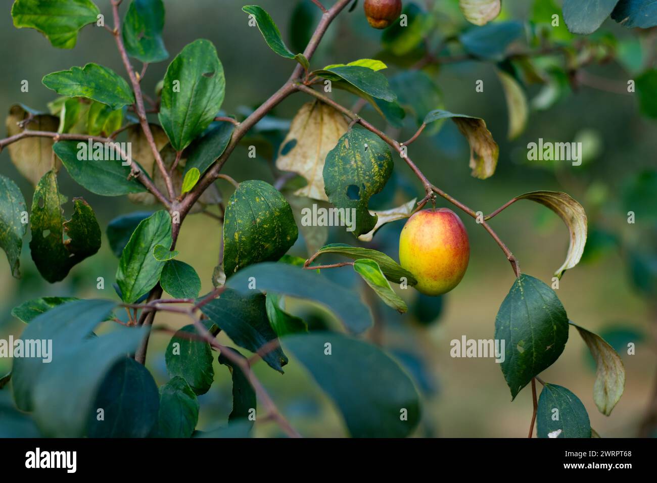 Indian plum tree hi-res stock photography and images - Alamy