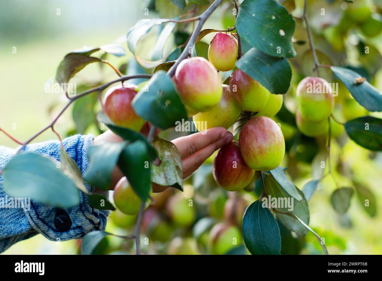 Indian plum, also known as jujube or apple ber is a sweet, slightly ...