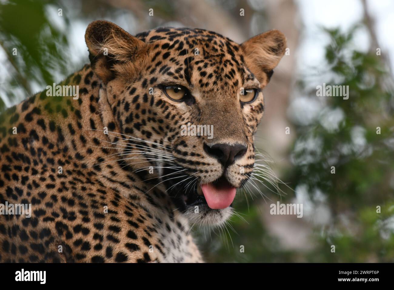 Leopard in Yala National Park Sri Lanka Stock Photo - Alamy