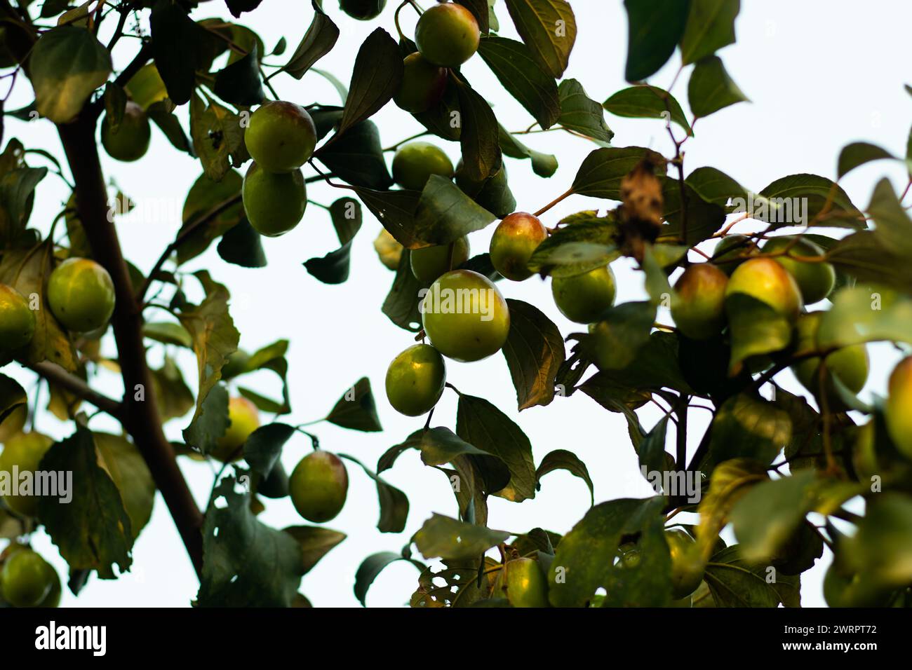 Plum excellent source of several antioxidants. Ziziphus mauritiana ...
