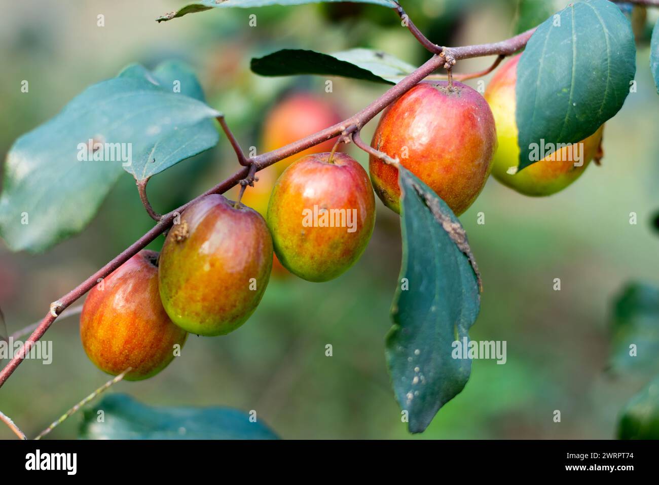 Indian apple tree hi-res stock photography and images - Alamy