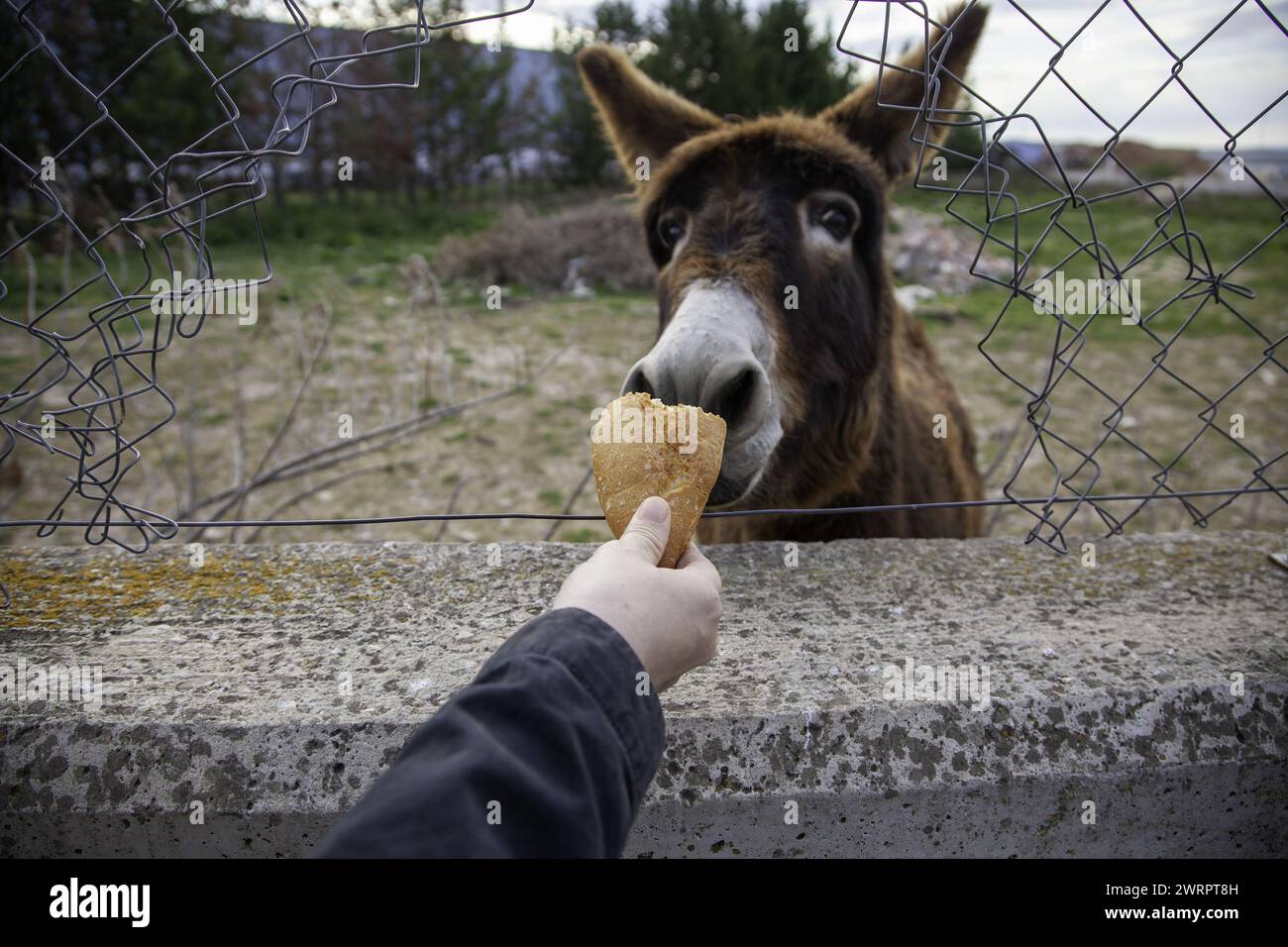 Mule face detail hi-res stock photography and images - Alamy
