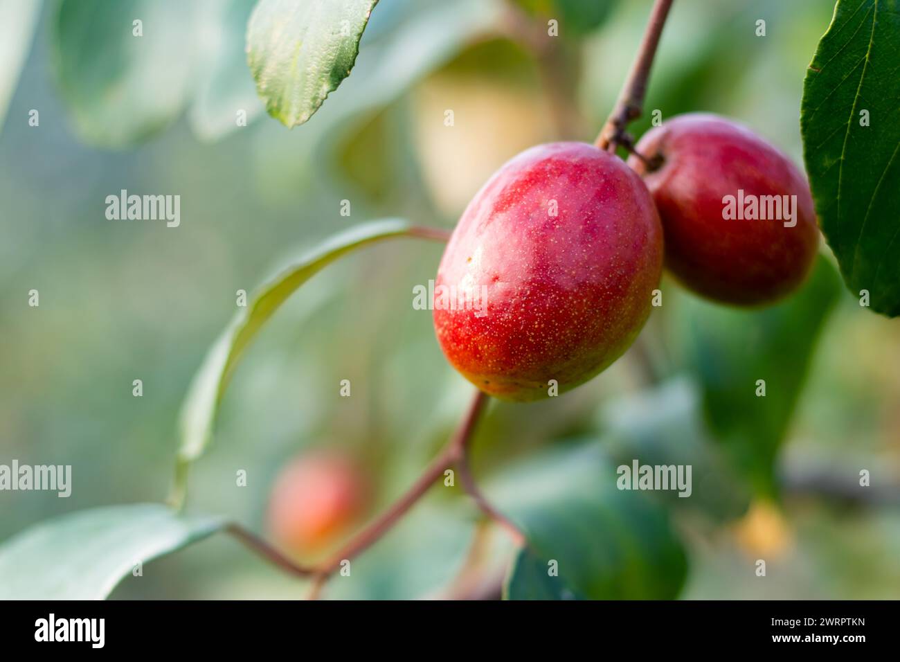 The jujube fruit, also known as the red date or Chinese apple, is ...