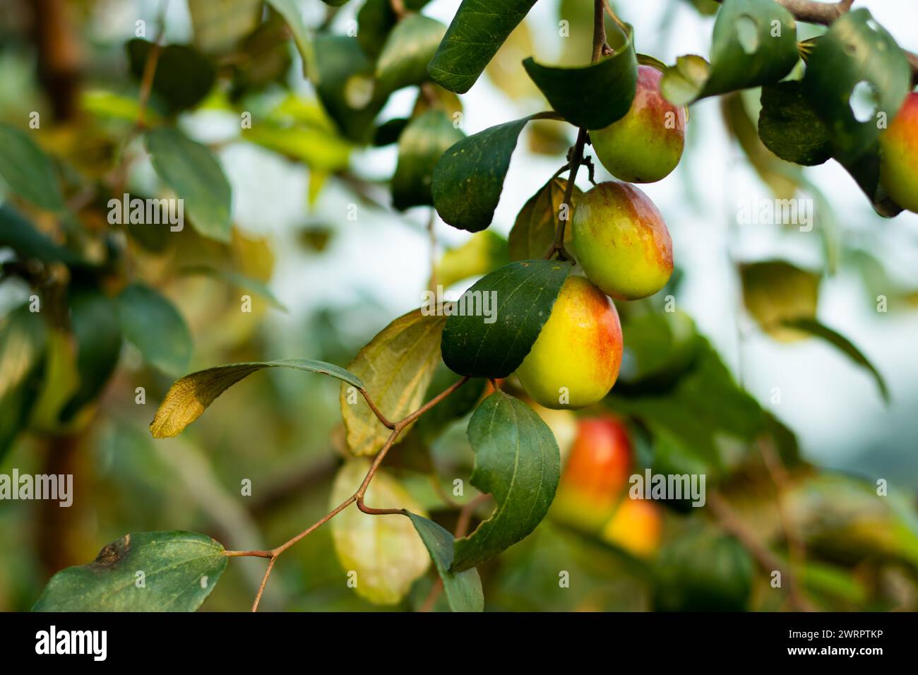 Ziziphus mauritiana, also known as Indian jujube, Indian plum Chinese ...