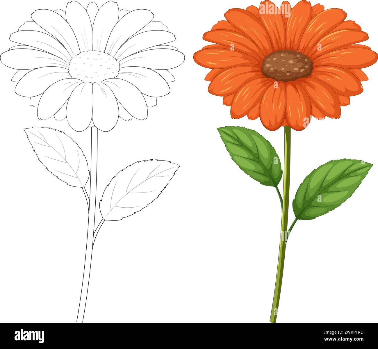 Two stages of a flower, outlined and fully colored Stock Vector Image ...